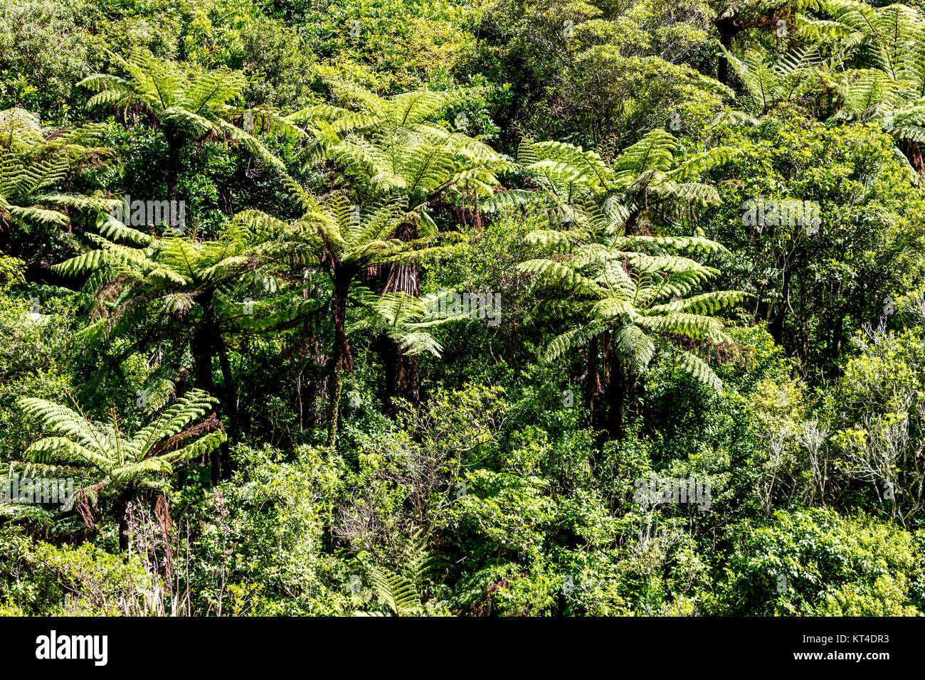 The New Zealand native bush. Fern tree Stock Photo - Alamy