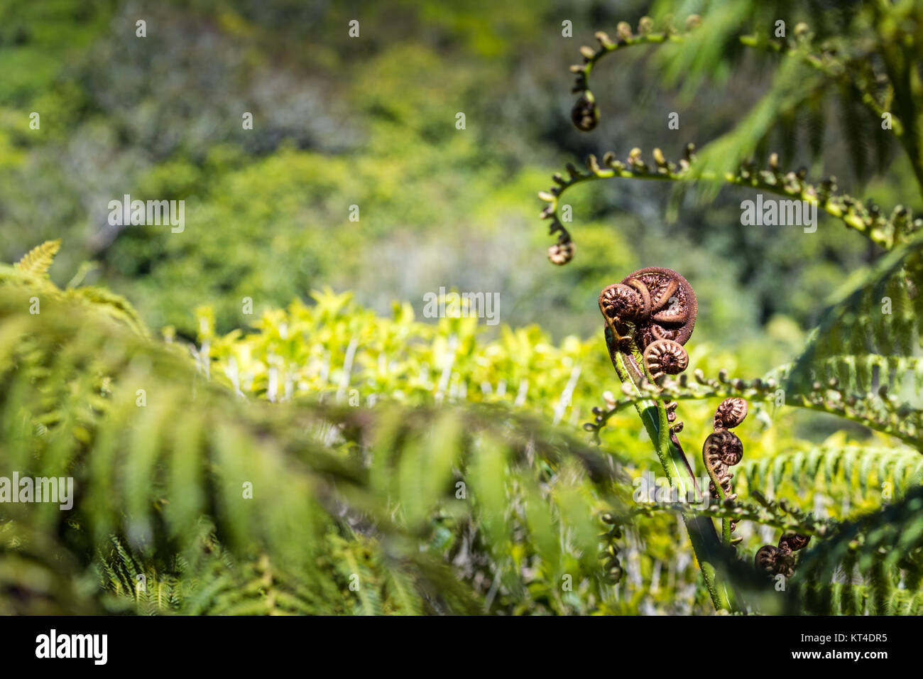 Unravelling fern frond closeup, one of New Zealand symbols Stock Photo ...