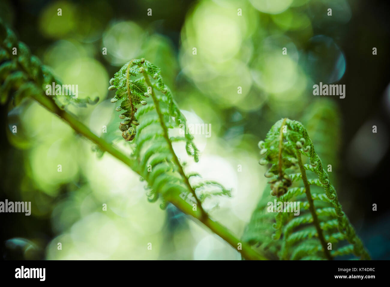 Unravelling fern frond closeup, one of New Zealand symbols Stock Photo ...