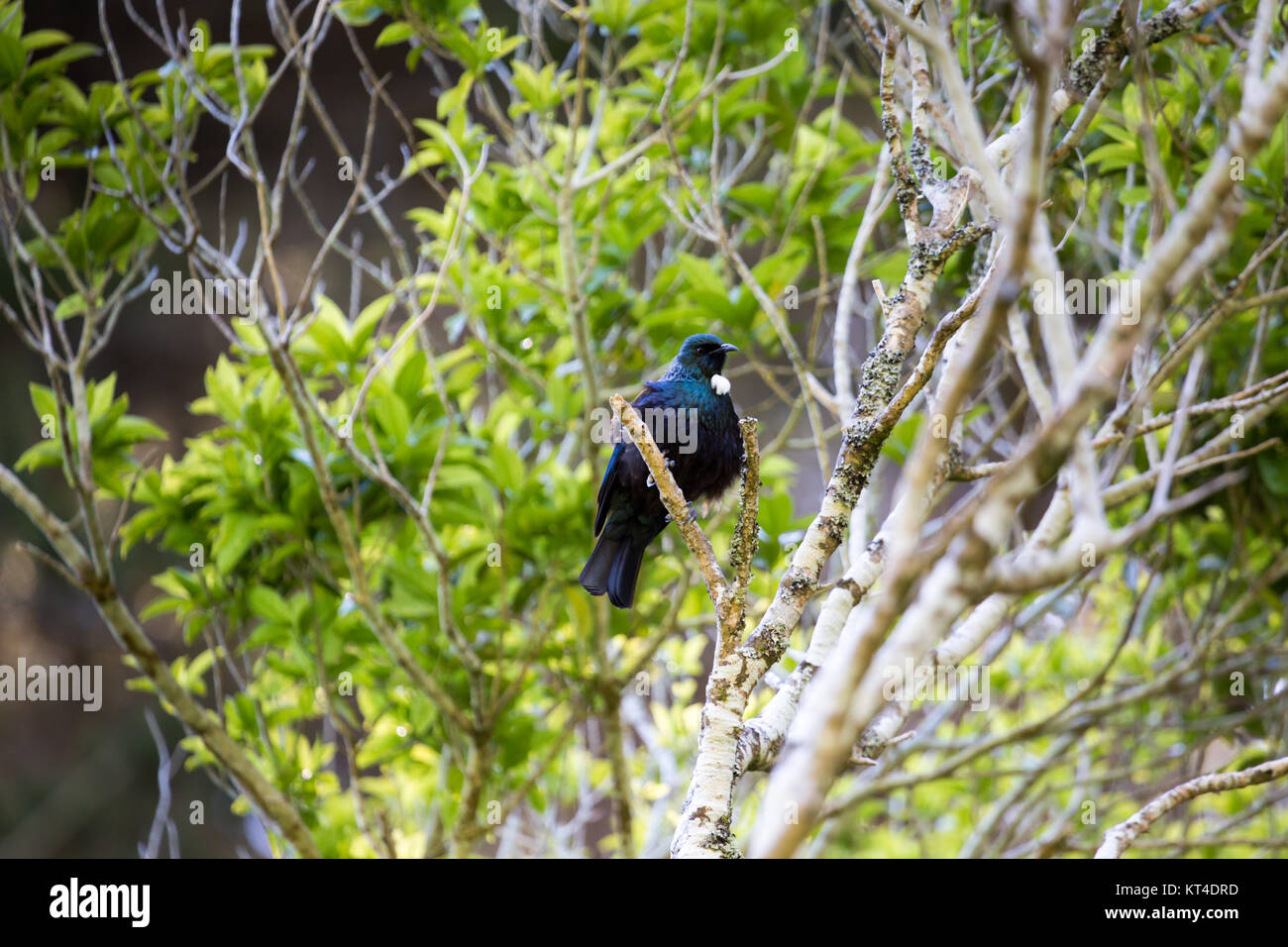 Tui Bird/ a native of New Zealand, the male Tui with it's white plume ...