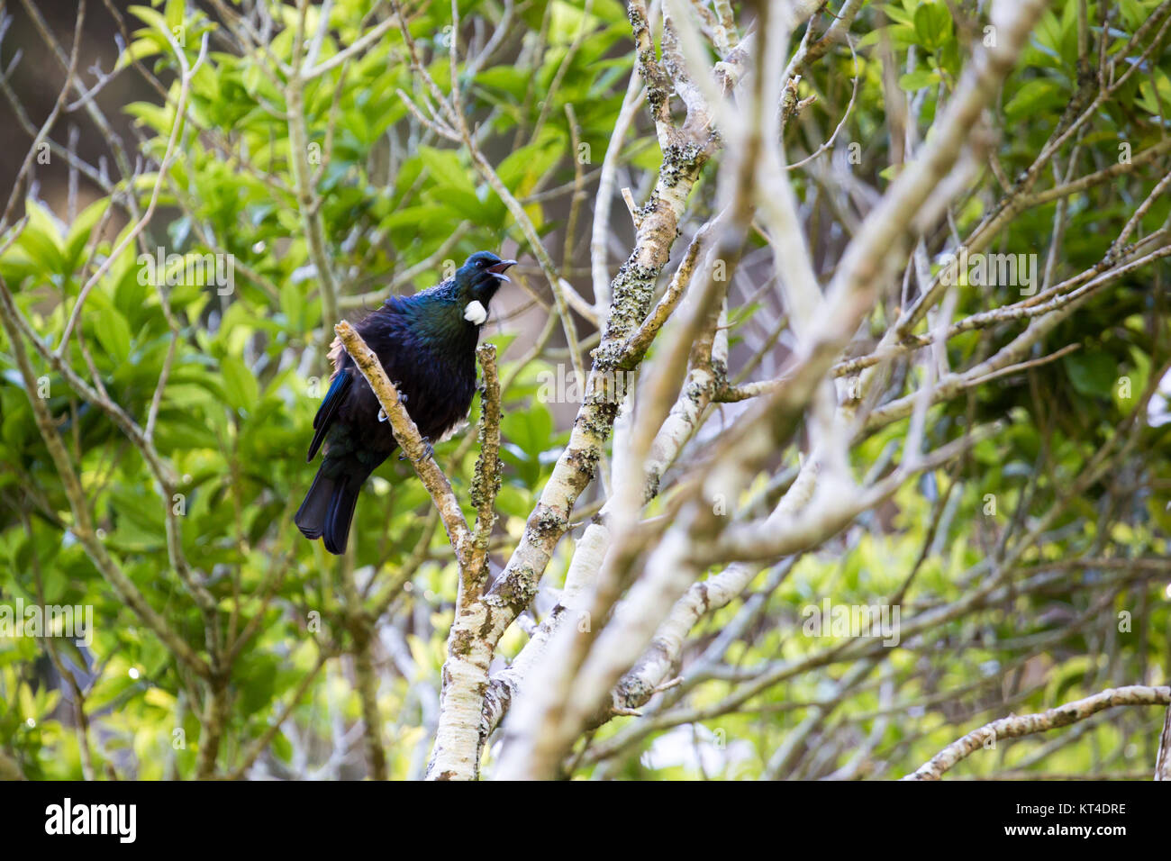 Tui Bird/ a native of New Zealand, the male Tui with it's white plume ...