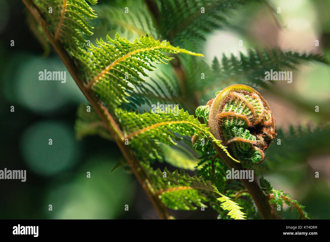 Unravelling fern frond closeup, one of New Zealand symbols Stock Photo ...
