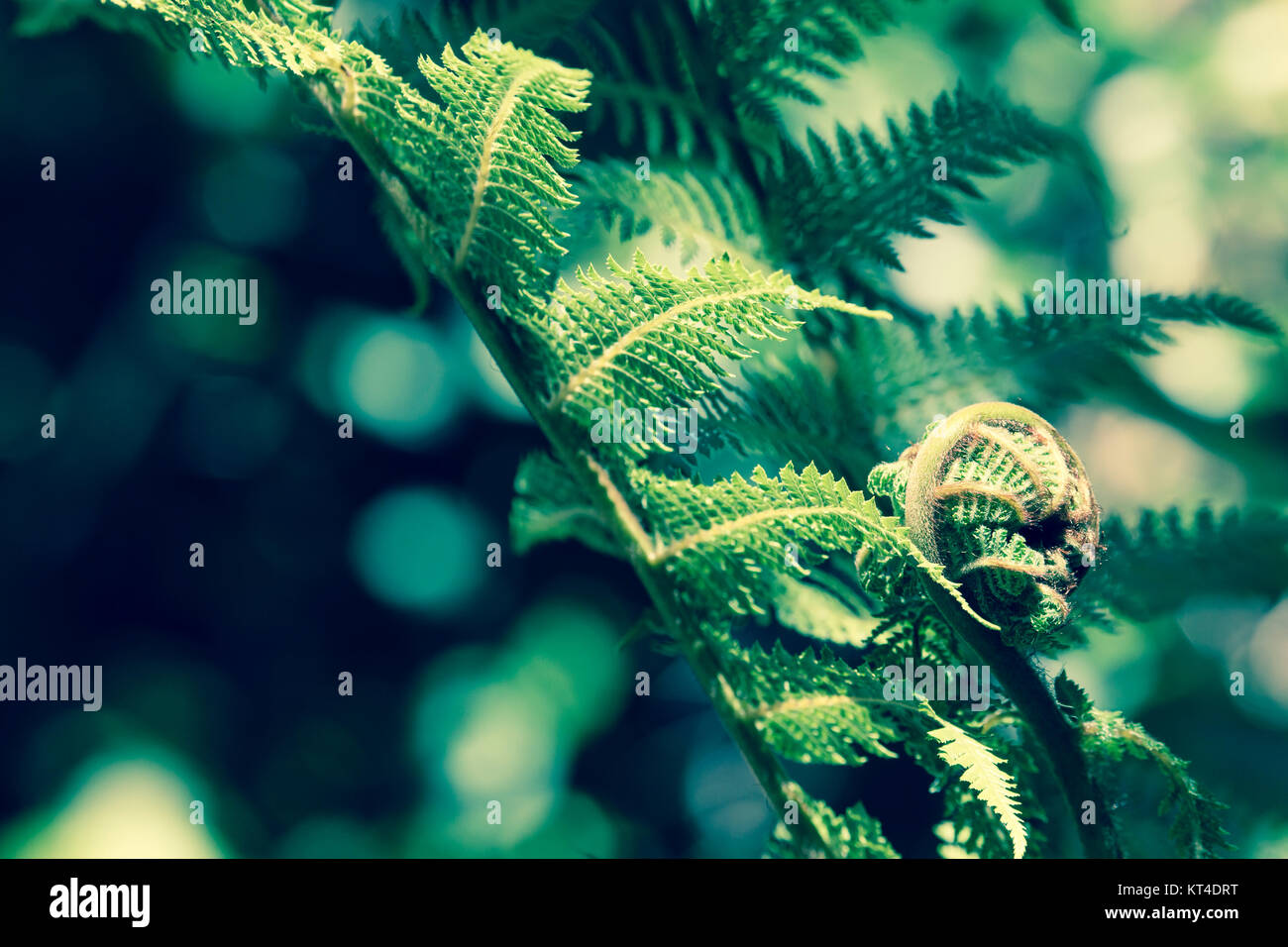 Unravelling fern frond closeup, one of New Zealand symbols Stock Photo ...