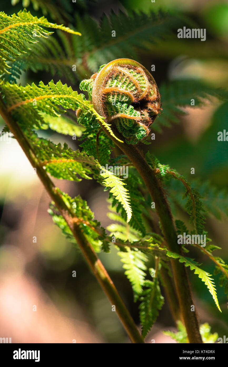 Unravelling fern frond closeup, one of New Zealand symbols Stock Photo ...