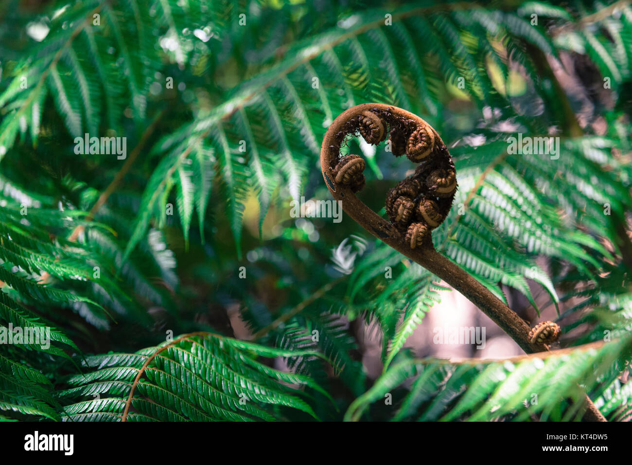 Unravelling fern frond closeup, one of New Zealand symbols Stock Photo ...