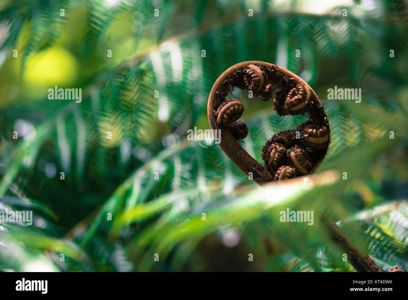 Unravelling fern frond closeup, one of New Zealand symbols Stock Photo ...