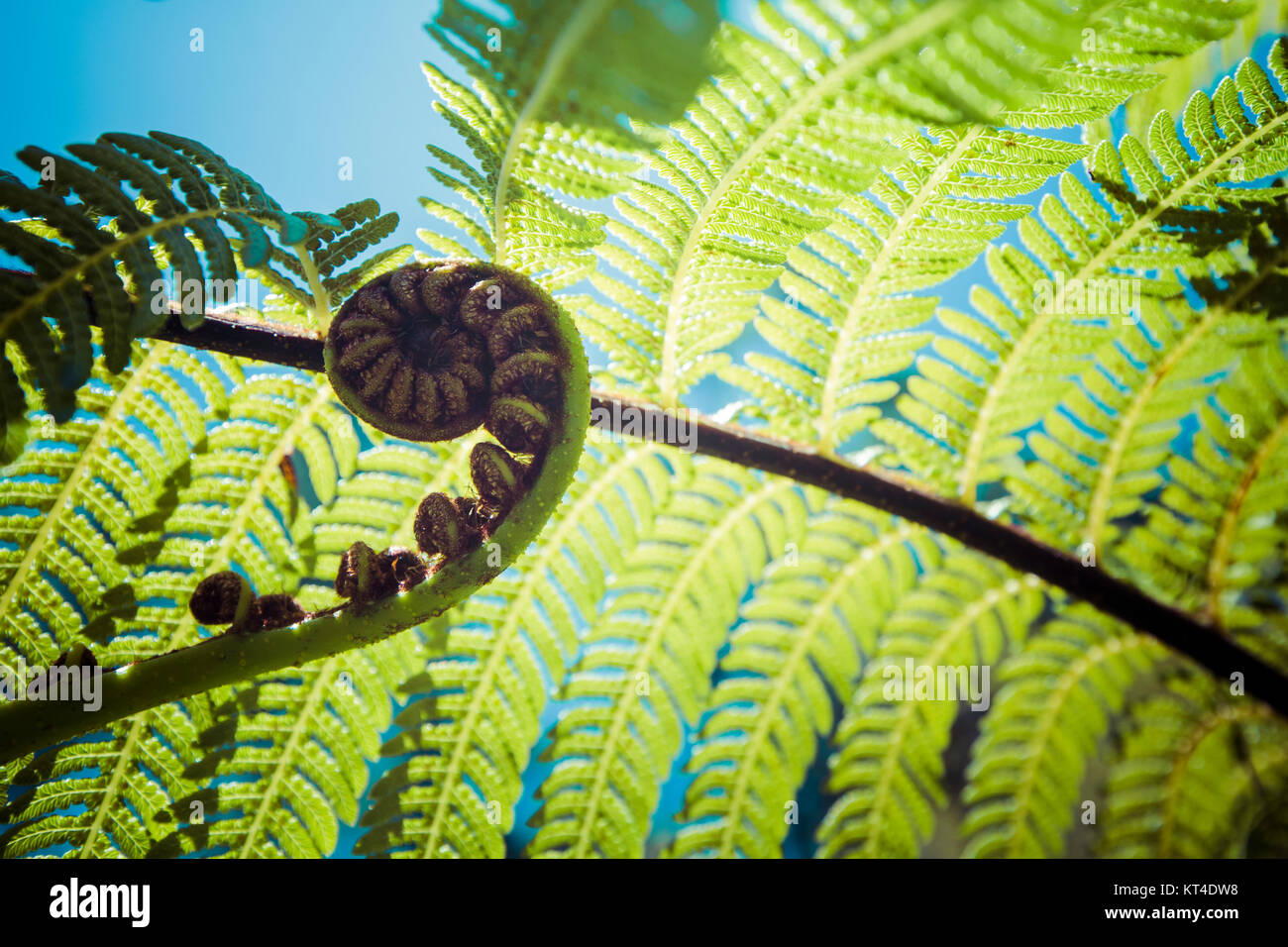 Unravelling fern frond closeup, one of New Zealand symbols Stock Photo ...