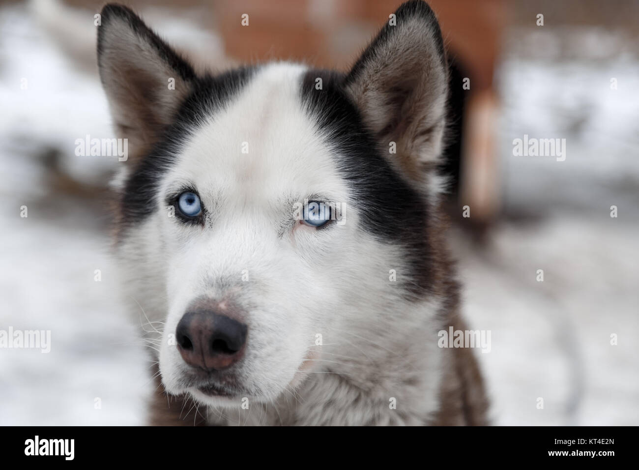 Husky Dog Breed Stock Photo - Alamy