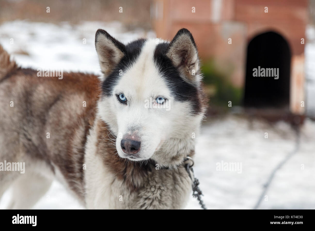 Husky Dog Breed Stock Photo - Alamy