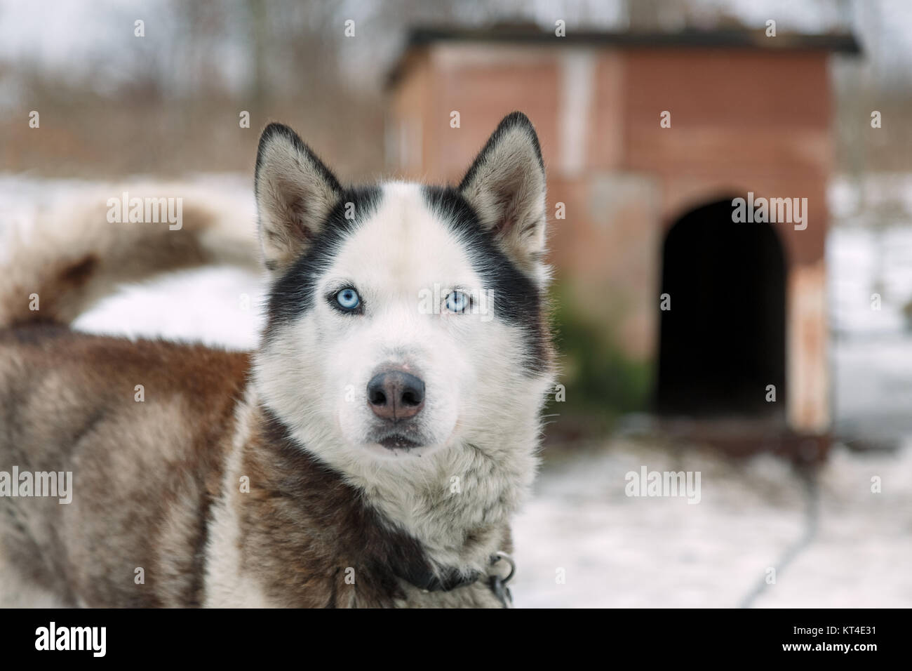 Husky Dog Breed Stock Photo - Alamy