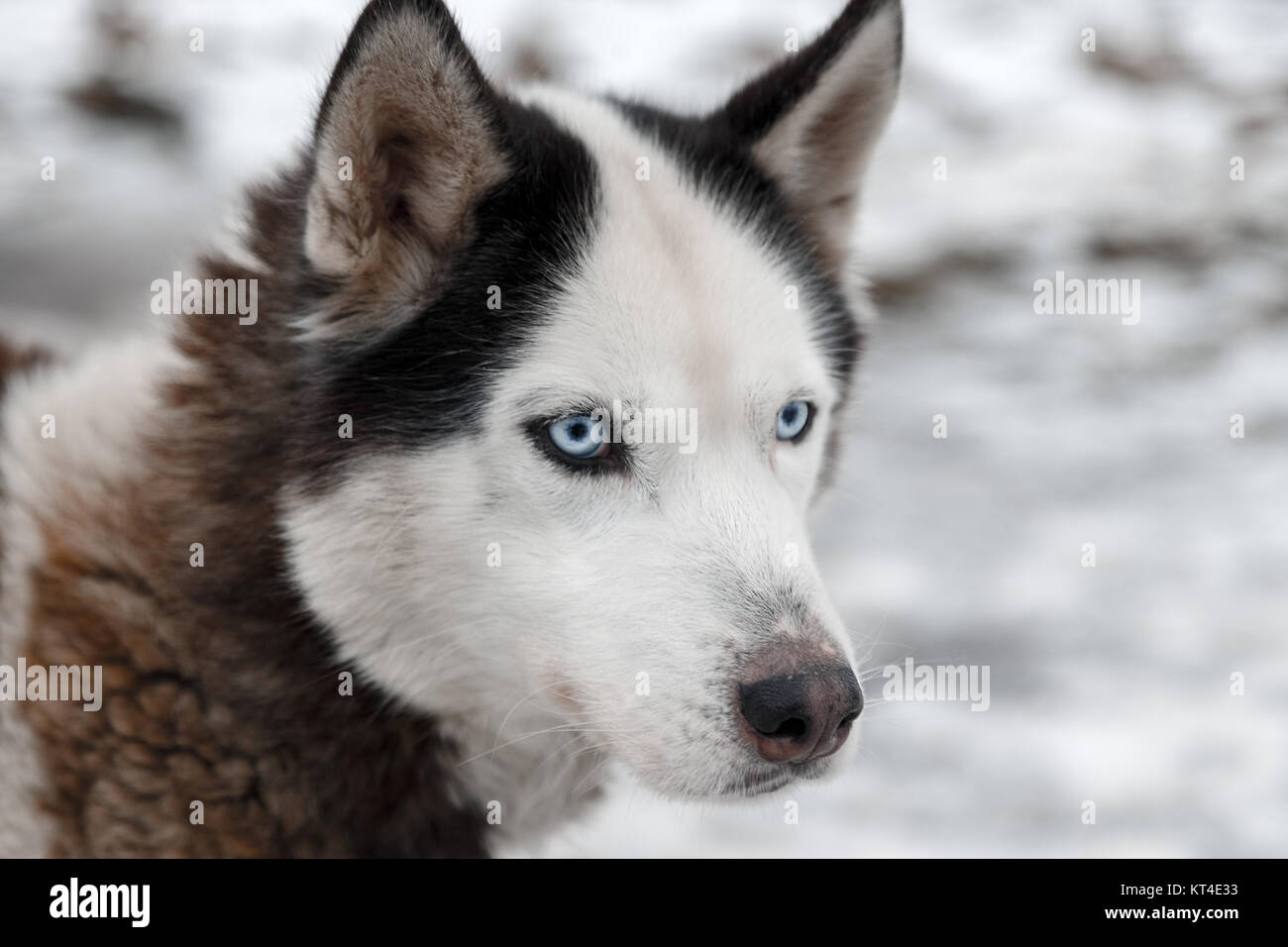 Husky Dog Breed Stock Photo - Alamy