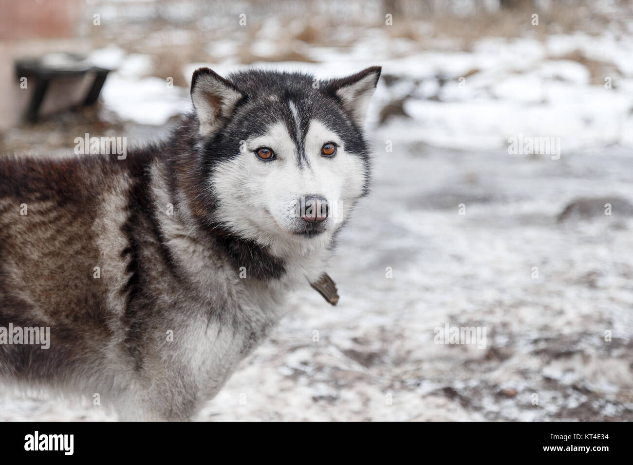 Husky Dog Breed Stock Photo - Alamy