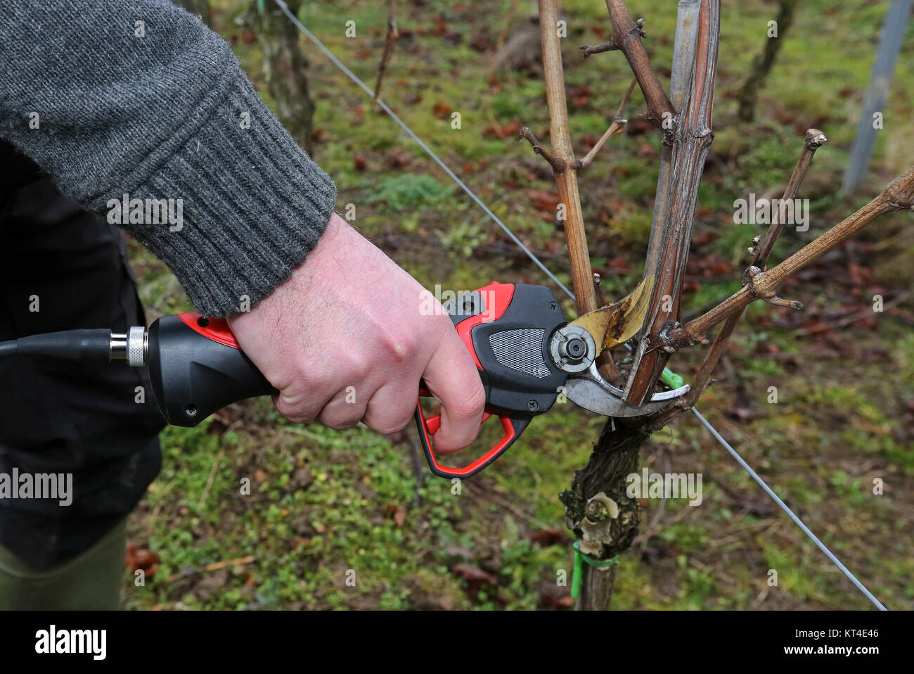 electric pruning shears Stock Photo - Alamy