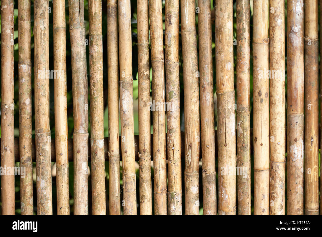 bamboo Fence texture background Stock Photo - Alamy