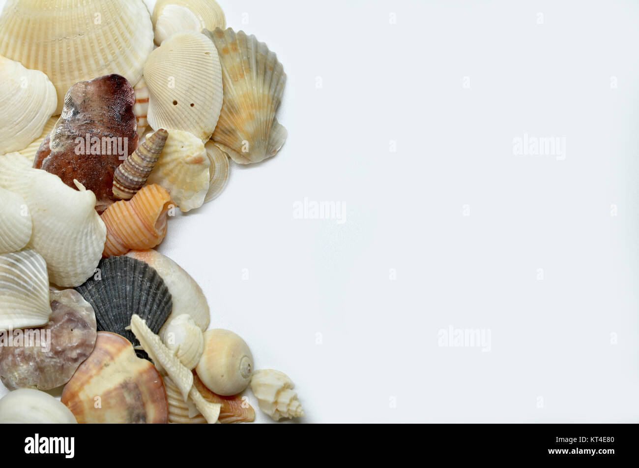 Sea shells scraped together Stock Photo - Alamy