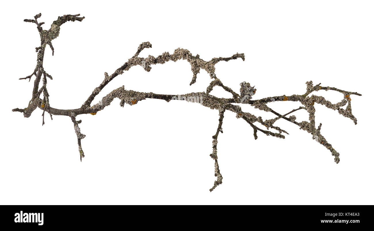 Dry tree branch isolated Stock Photo - Alamy Dry tree branch isolated Stock Photo - Alamy