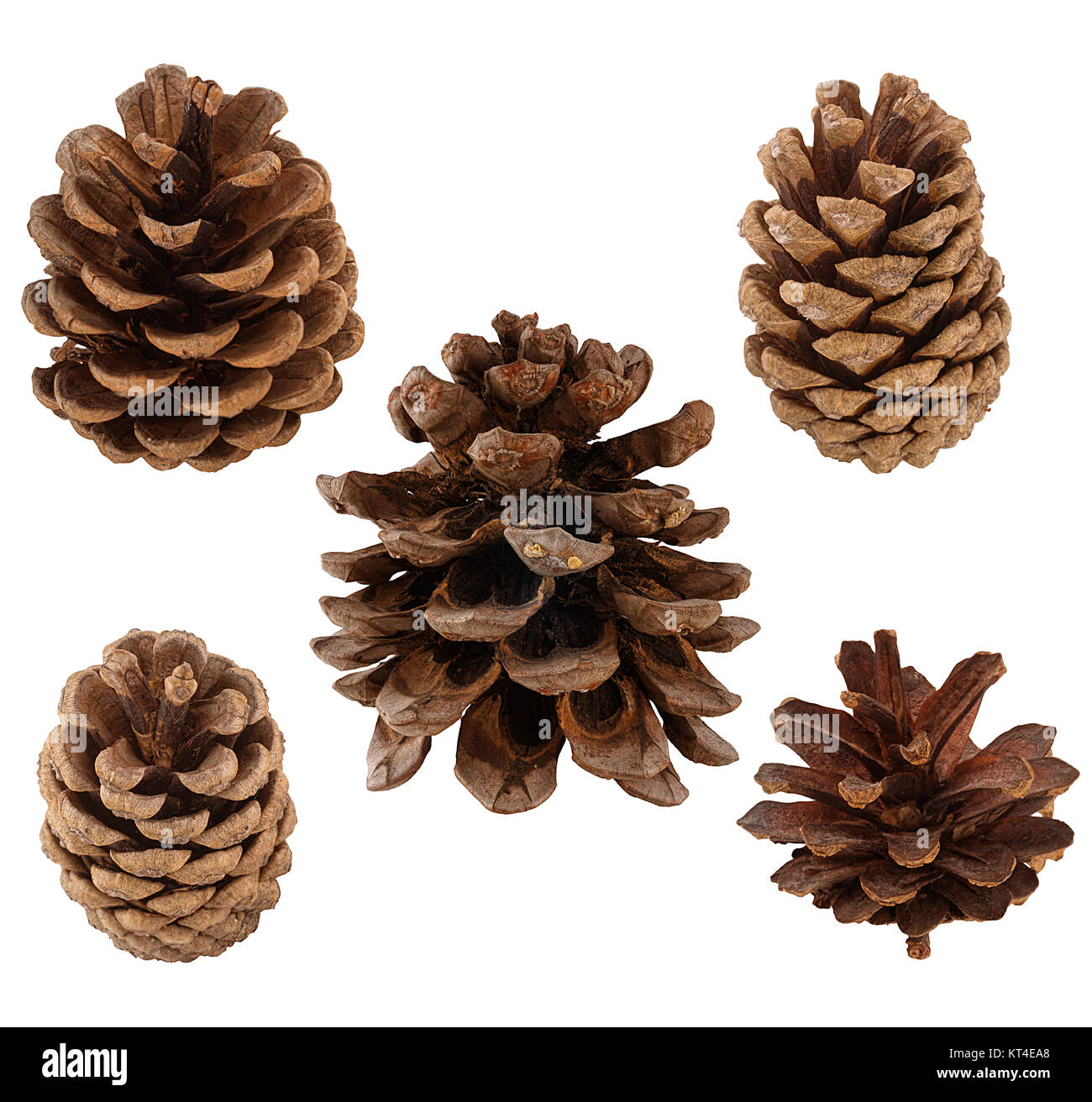 Set of cones of coniferous trees Stock Photo - Alamy