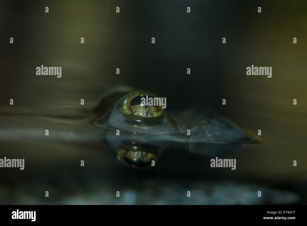 Four gills hi-res stock photography and images - Alamy