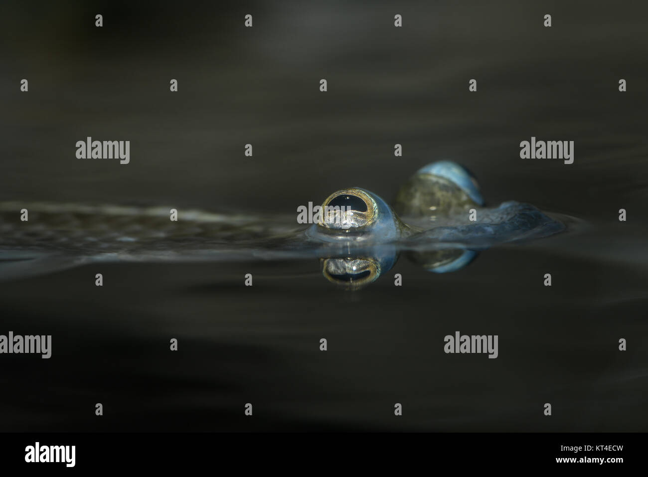 Four gills hi-res stock photography and images - Alamy