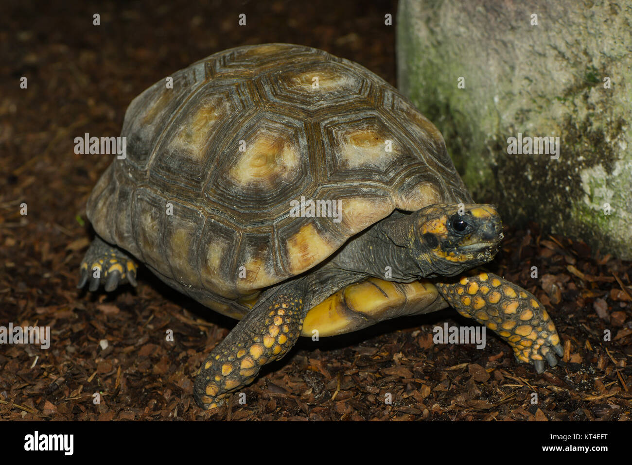 Tortoise animal hi-res stock photography and images - Alamy