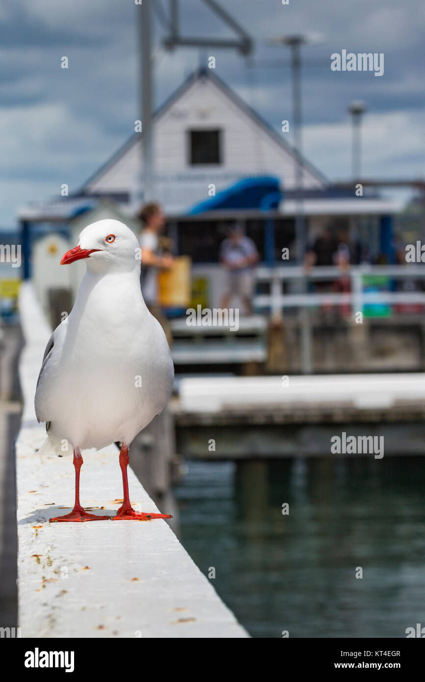 Seabird at Russell city. New Zealand Stock Photo - Alamy