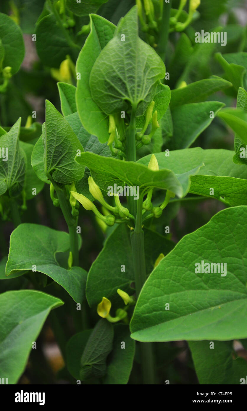common euphorbia (aristolochia clematitis Stock Photo - Alamy