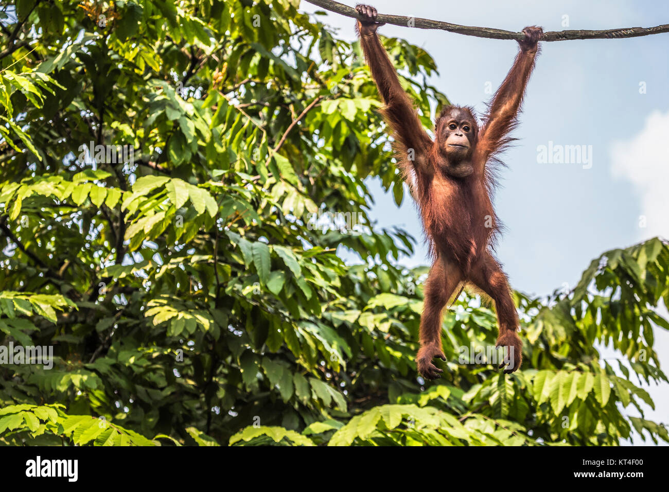 Orangutan in the jungle of Borneo Indonesia Stock Photo - Alamy
