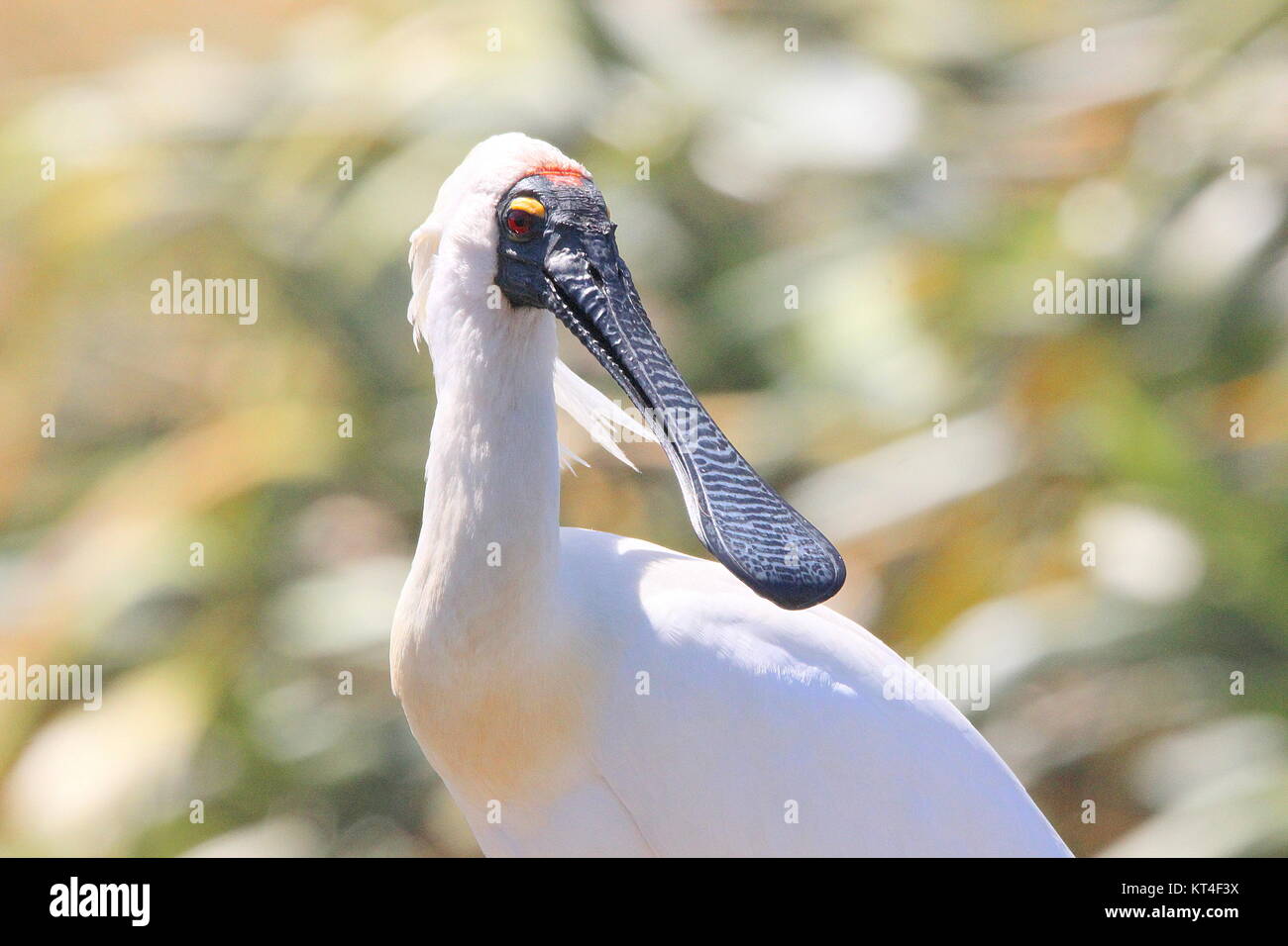 Royal spoonbill Stock Photo - Alamy