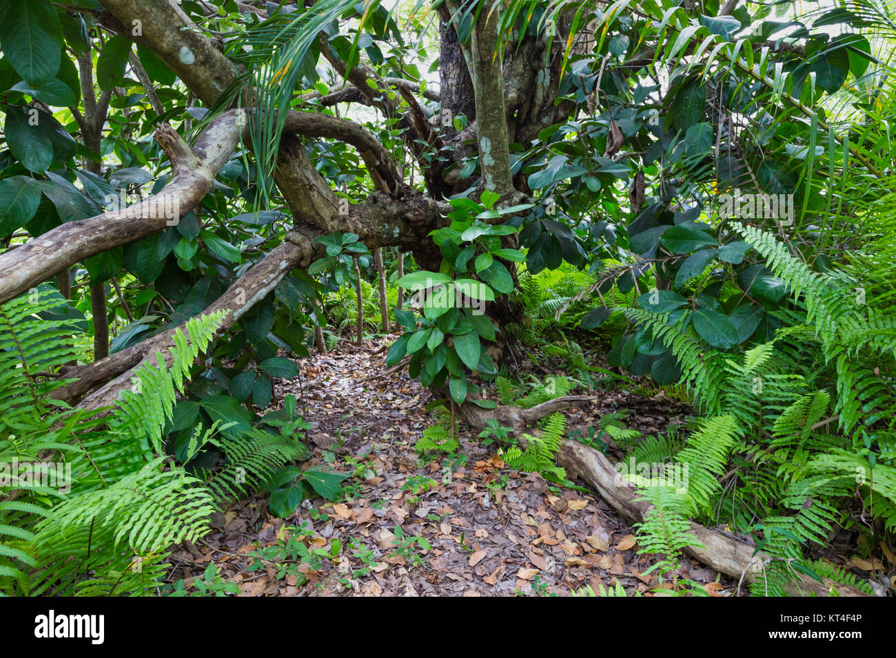 Jozani Forest, Zanzibar, Tanzania Stock Photo - Alamy