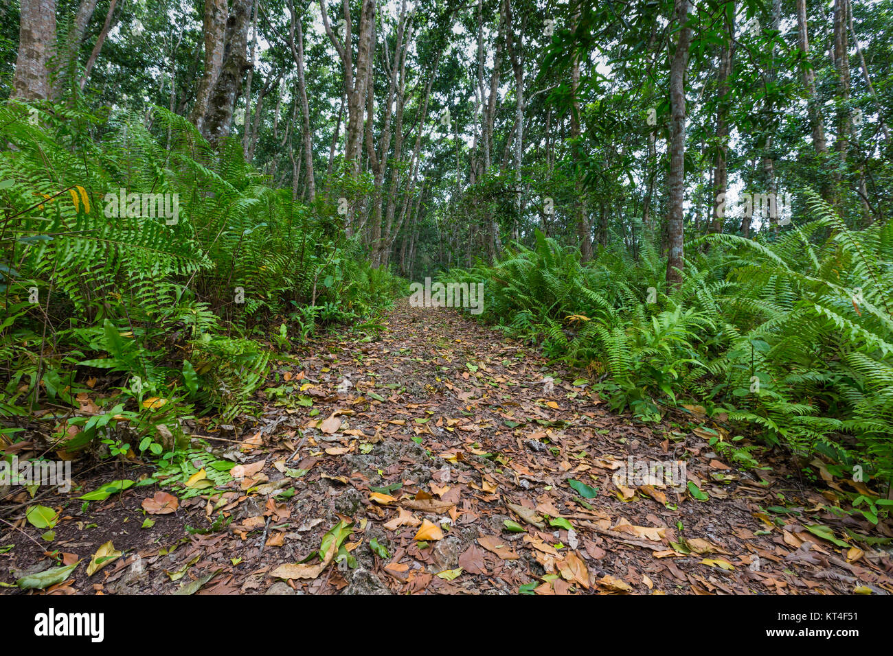 Jozani Forest, Zanzibar, Tanzania Stock Photo - Alamy