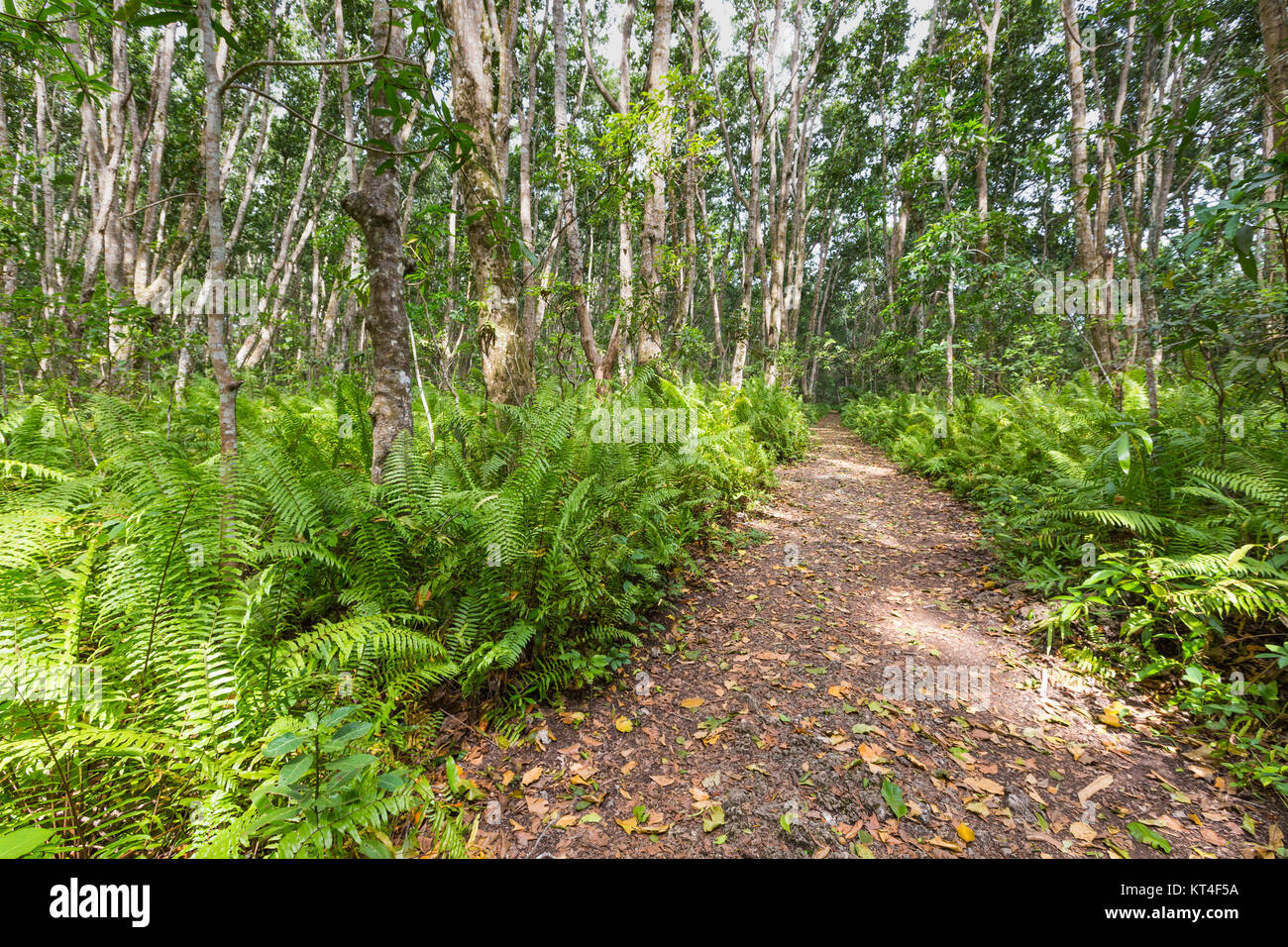 Jozani Forest, Zanzibar, Tanzania Stock Photo - Alamy