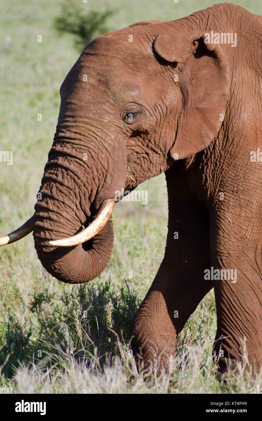 Red Elephant isolated in the savannah Stock Photo - Alamy