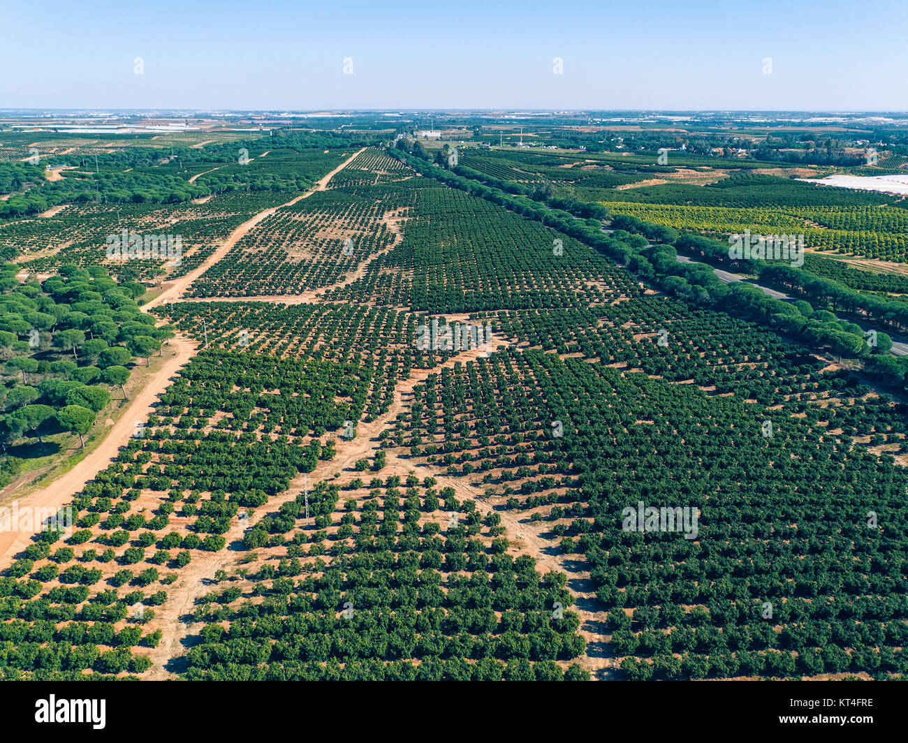 Aerial View Orange Trees Plantation Stock Photo - Alamy