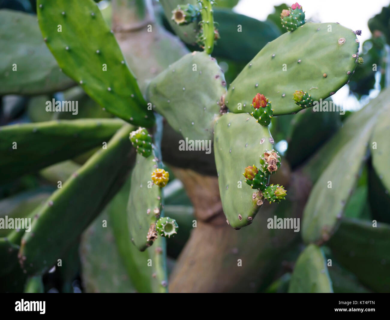 What Does A Cactus Flower Bud Look Like at Eva Dolling blog