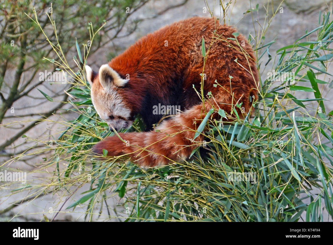 Mammal predator hi-res stock photography and images - Alamy