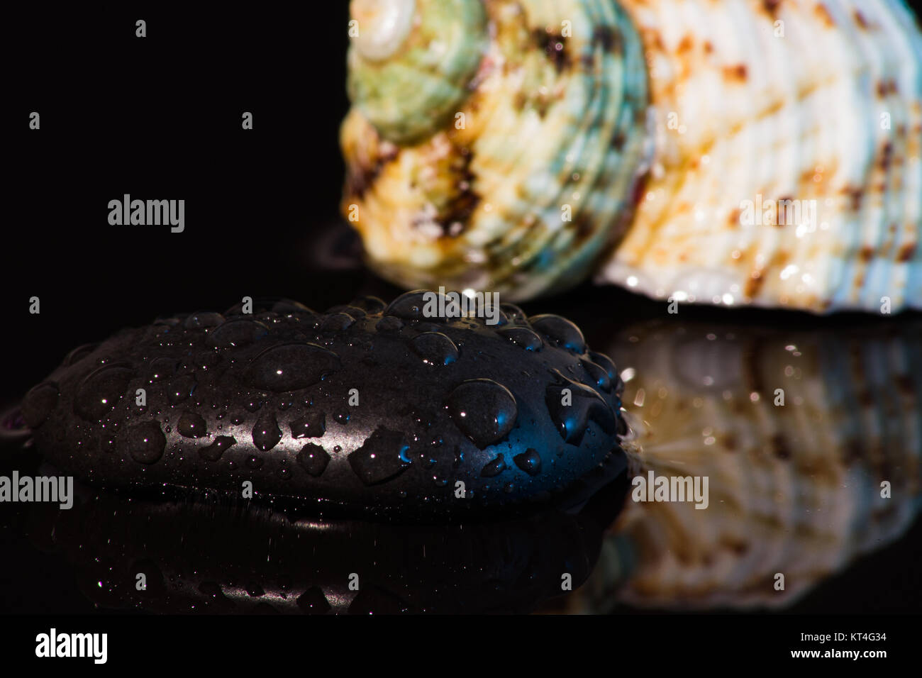 shell with water reflection Stock Photo - Alamy