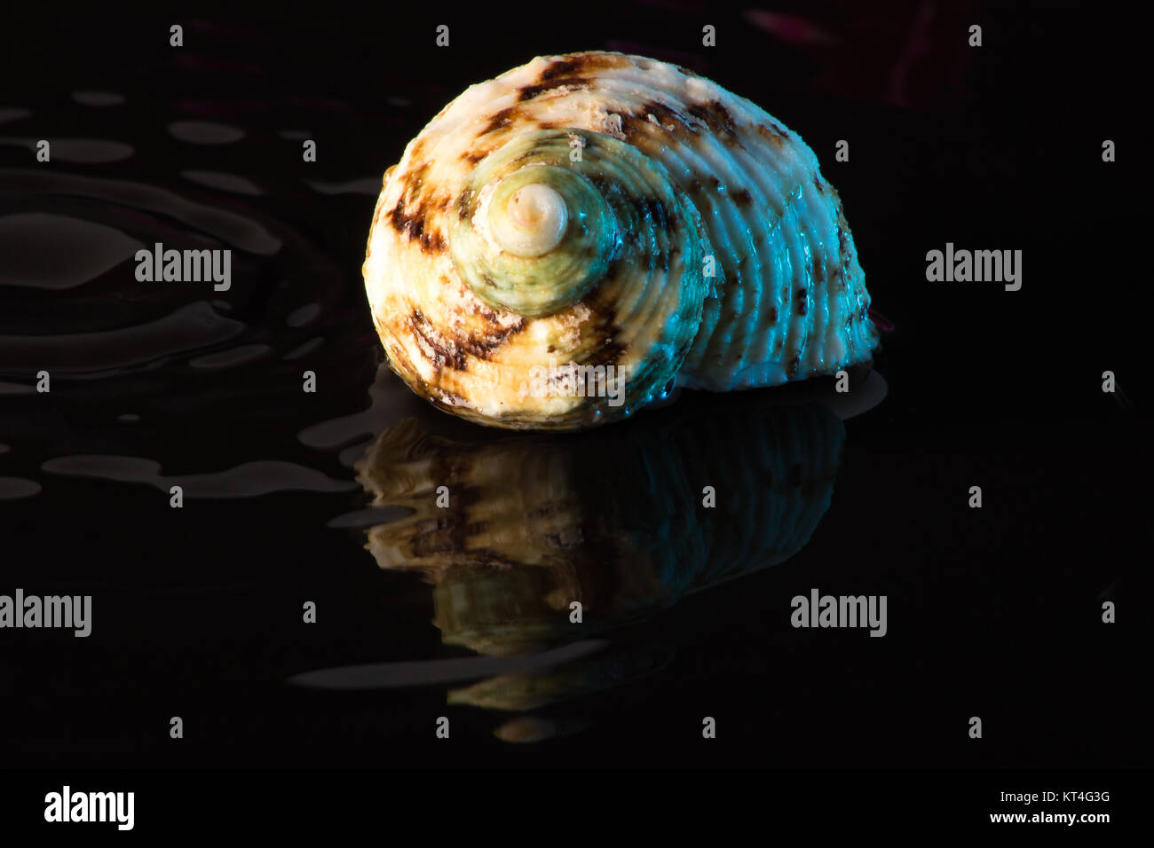 shell with water reflection Stock Photo - Alamy