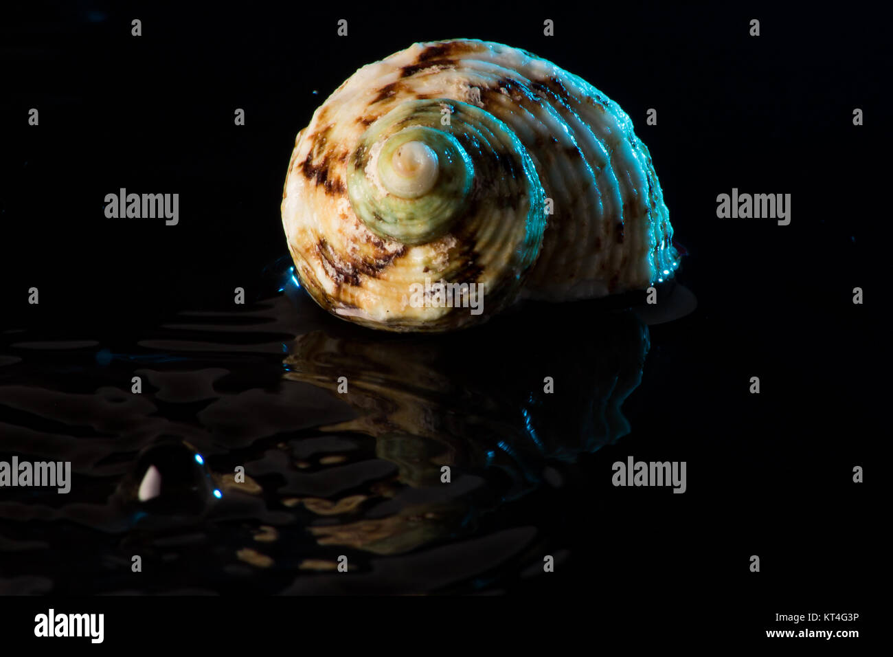 shell with water reflection Stock Photo - Alamy