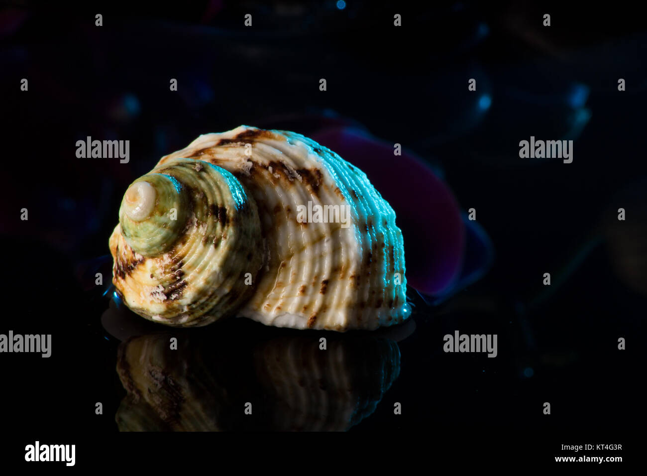 shell with water reflection Stock Photo - Alamy