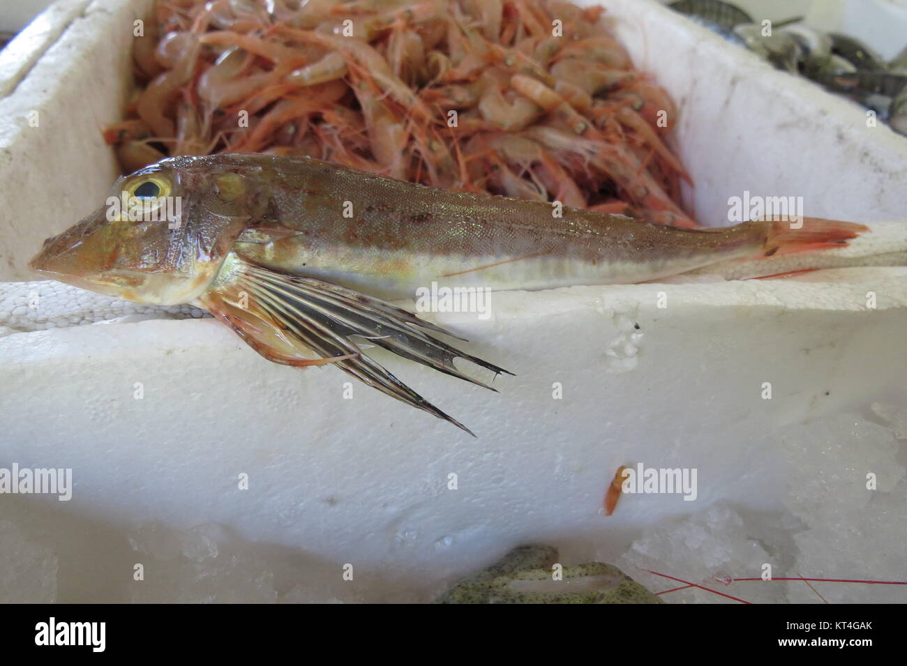 Adriatic diet hi-res stock photography and images - Alamy