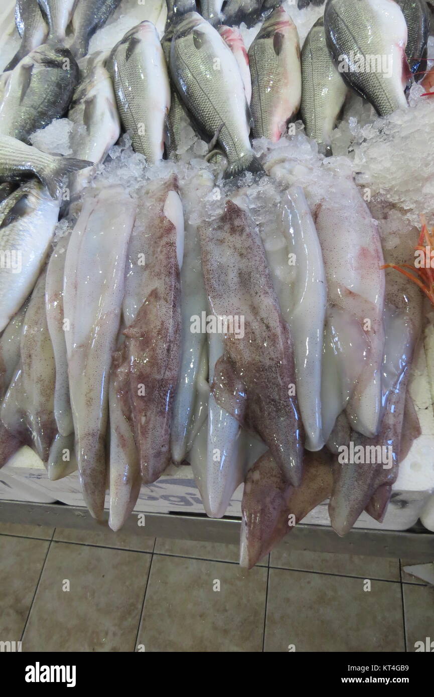 Fresh squids (Kalmar, Calamari, Lignji) from Adriatic sea in the fish ...