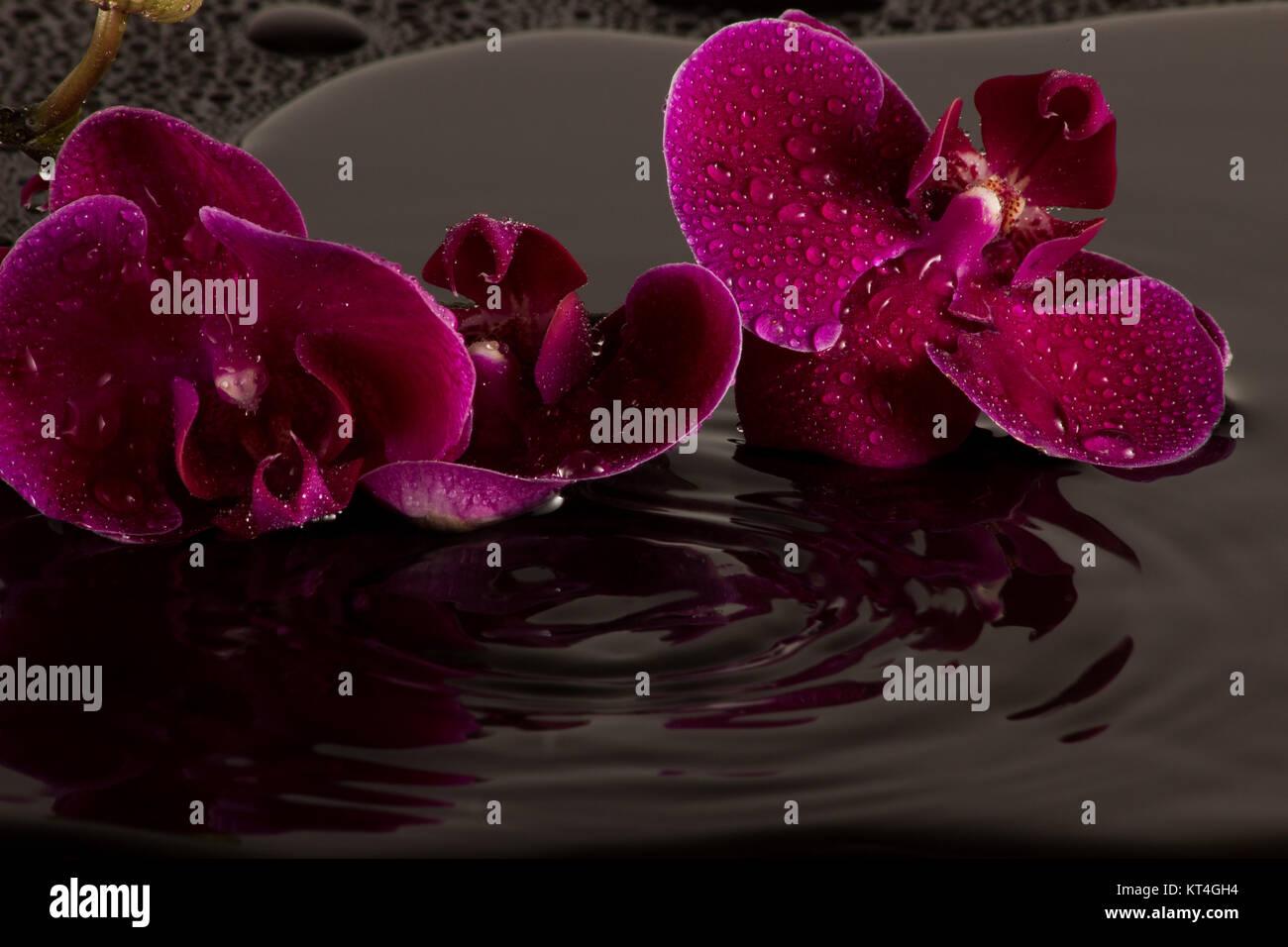 red orchids with water reflection and water drops Stock Photo - Alamy