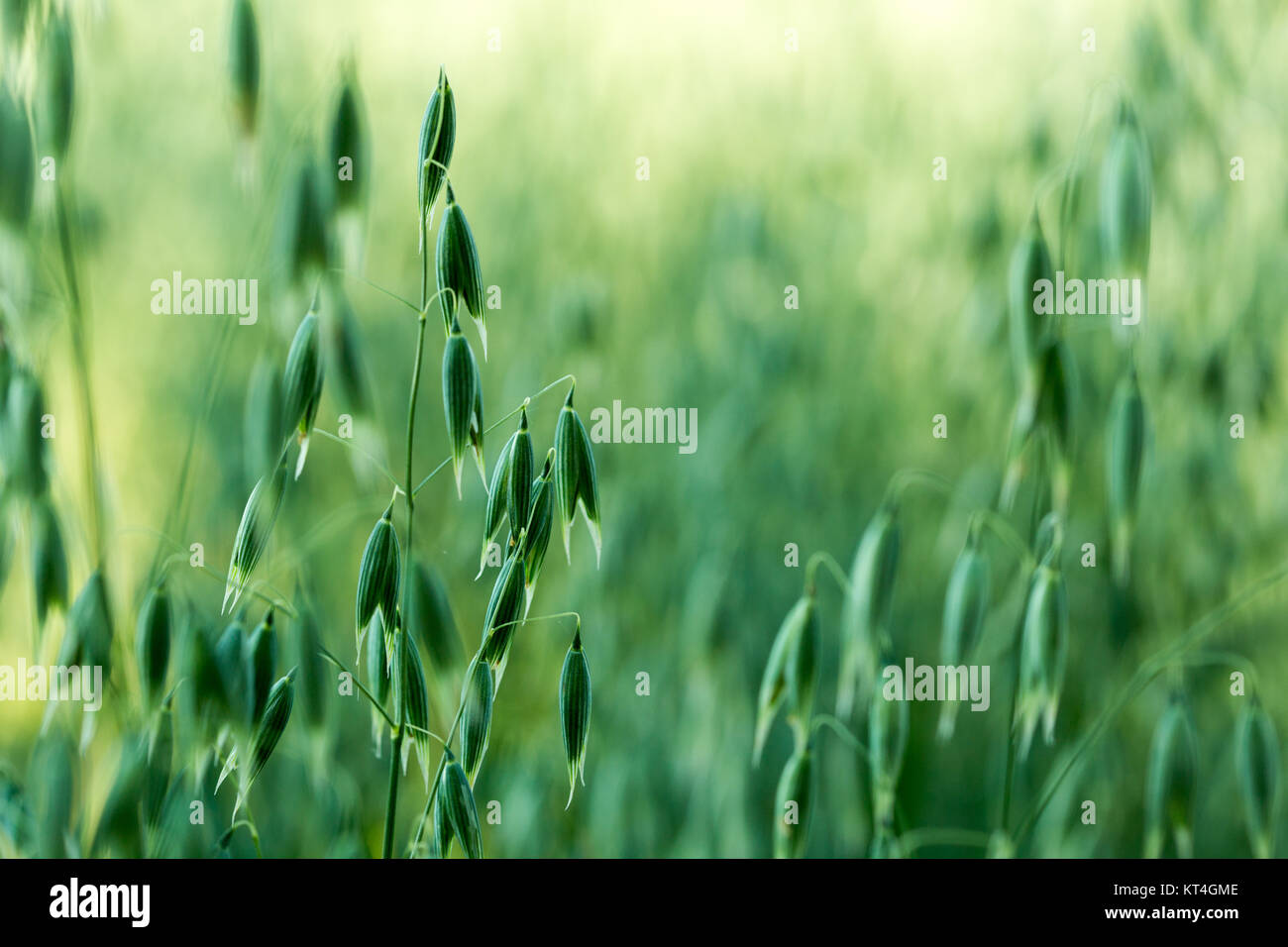 Green oat ears of wheat. Oats growing in a field Stock Photo - Alamy