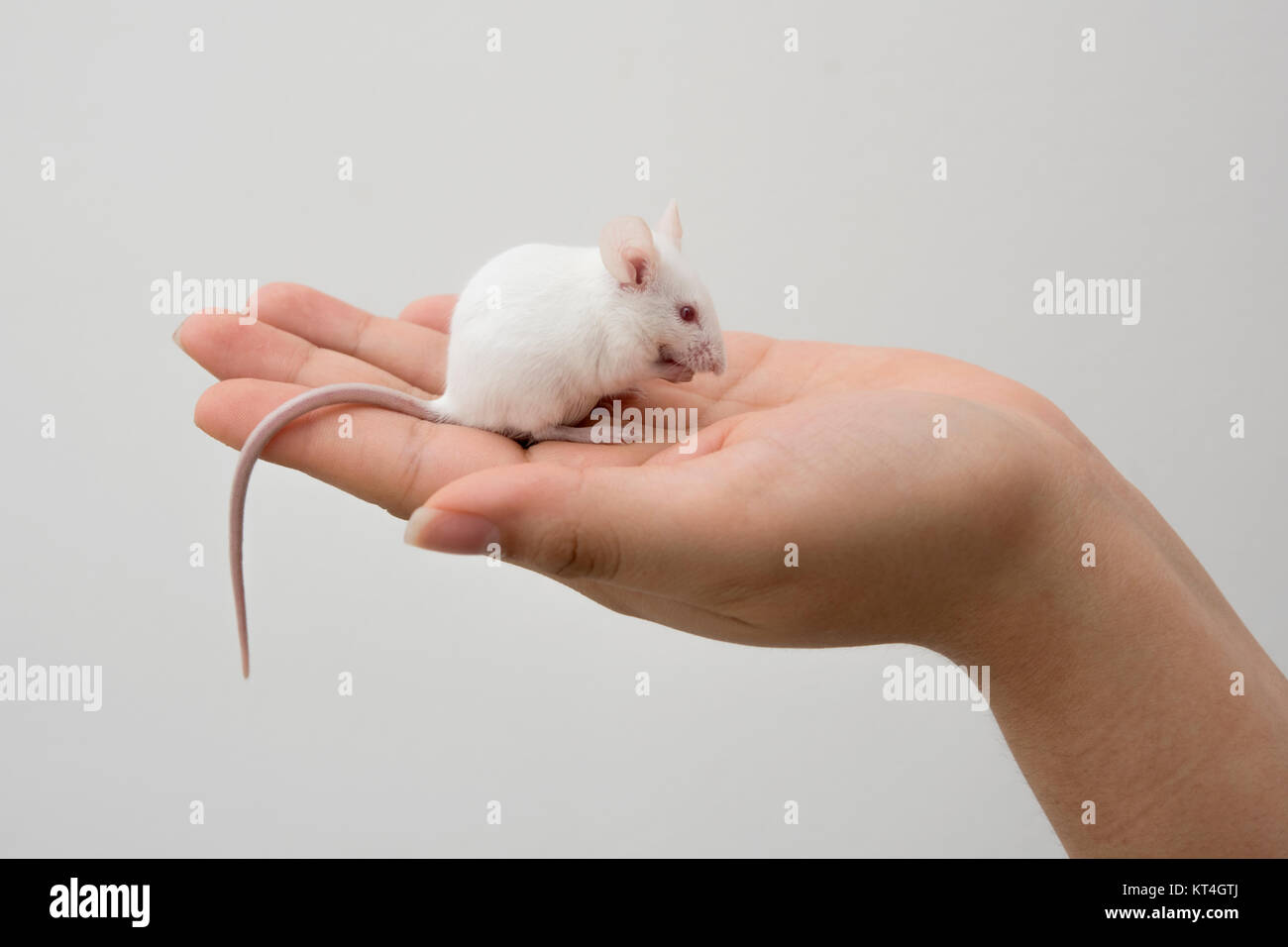 White mouse in hand Stock Photo - Alamy