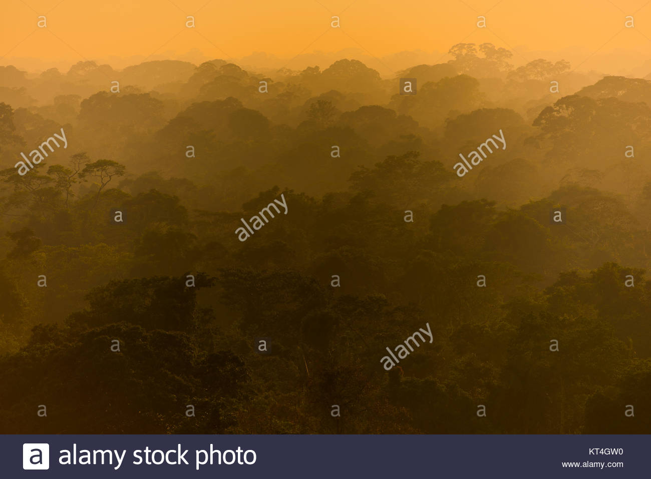 Amazon Rainforest Stock Photos & Amazon Rainforest Stock Images - Alamy