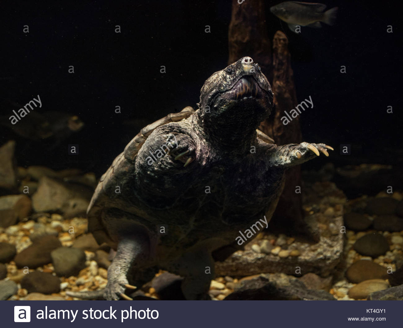 Alligator Snapping Turtle Stock Photos & Alligator Snapping Turtle ...