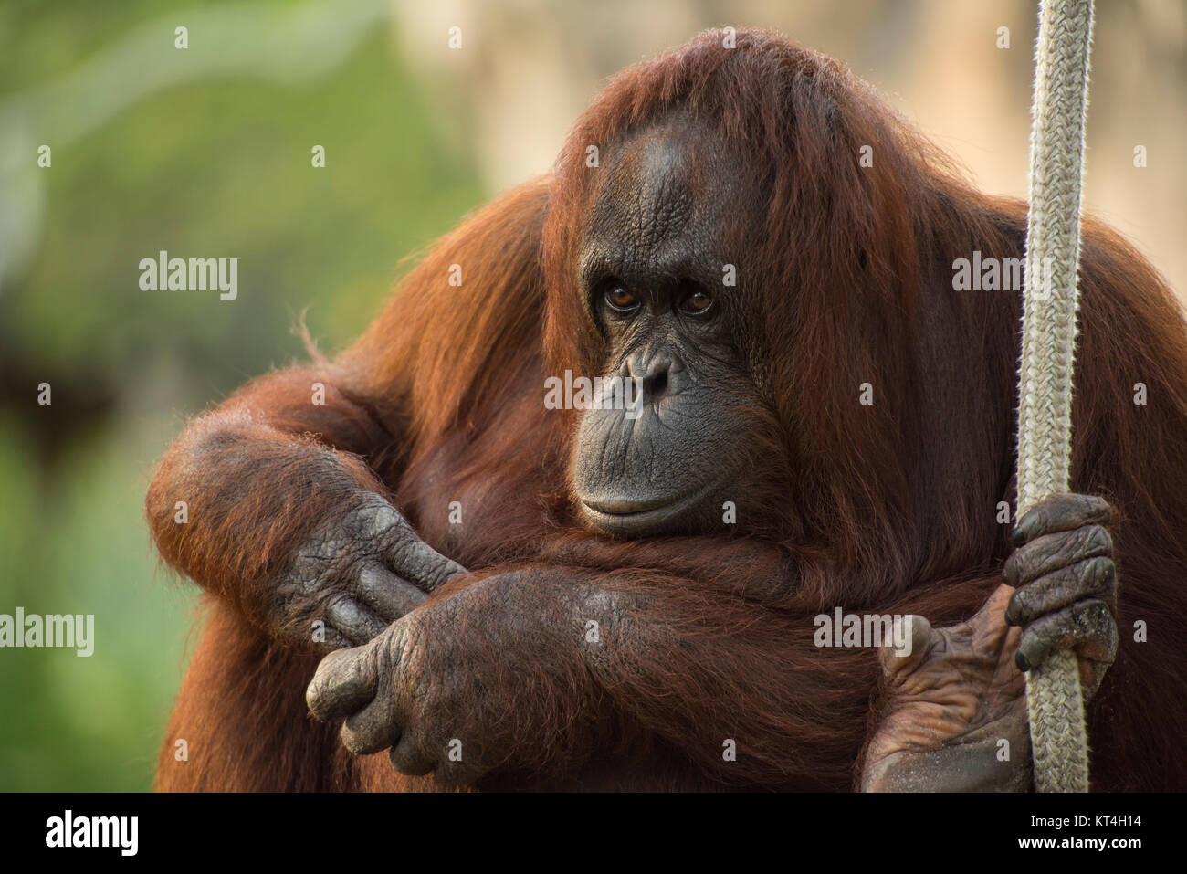 Orang utan orangutan hi-res stock photography and images - Alamy