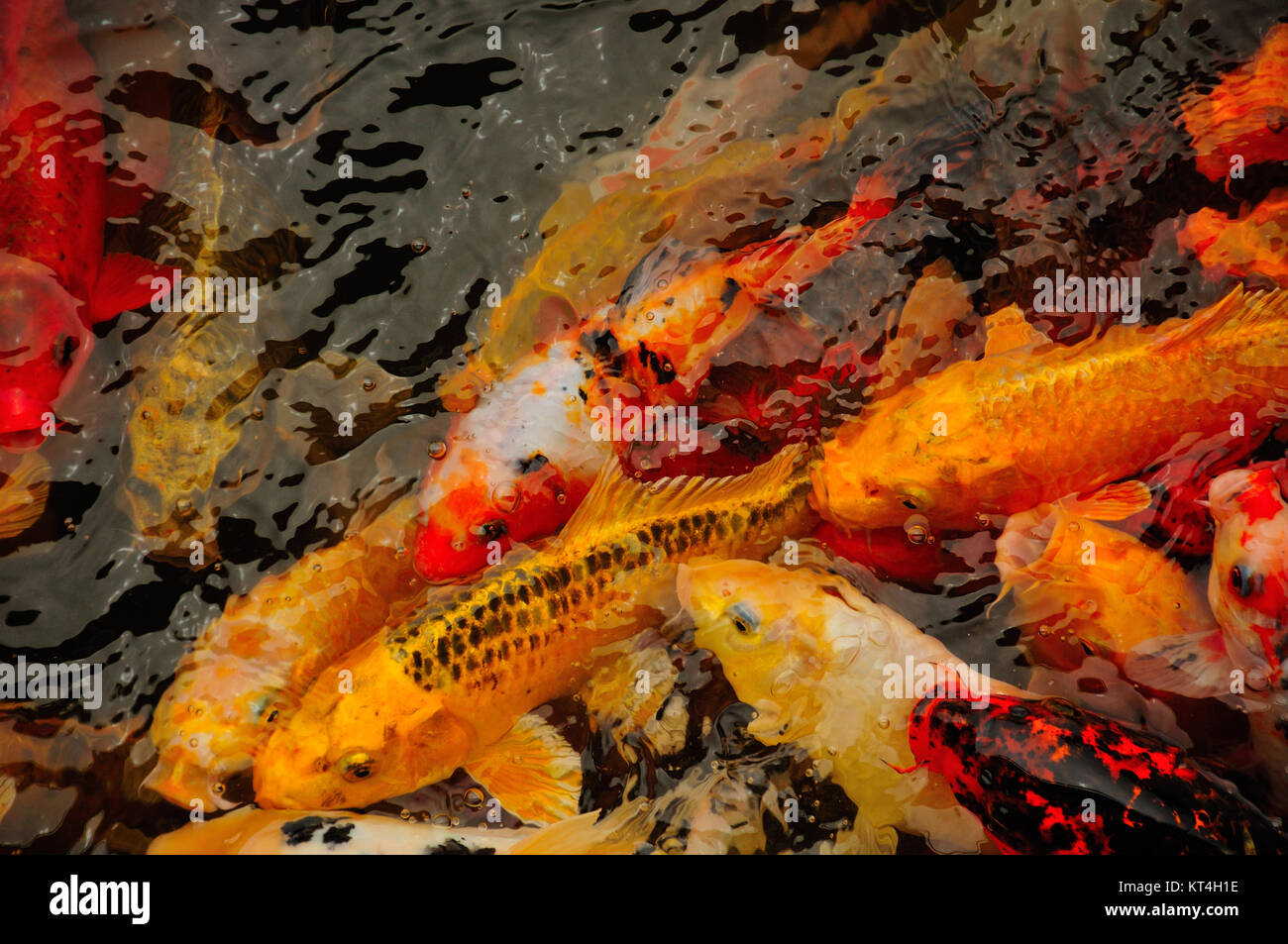 Asian carp hi-res stock photography and images - Alamy