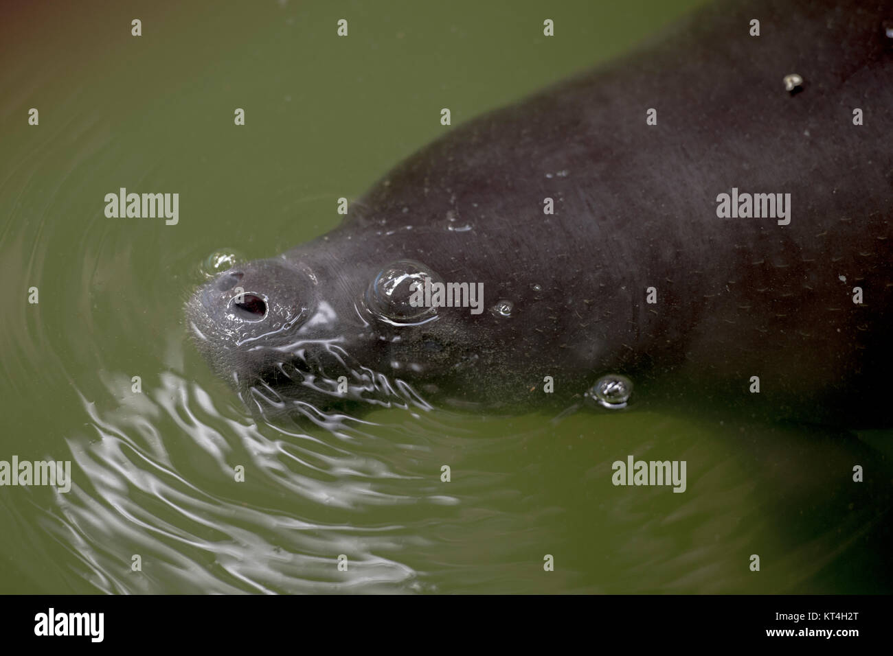 Amazonian manatee (Trichechus inunguis Stock Photo - Alamy
