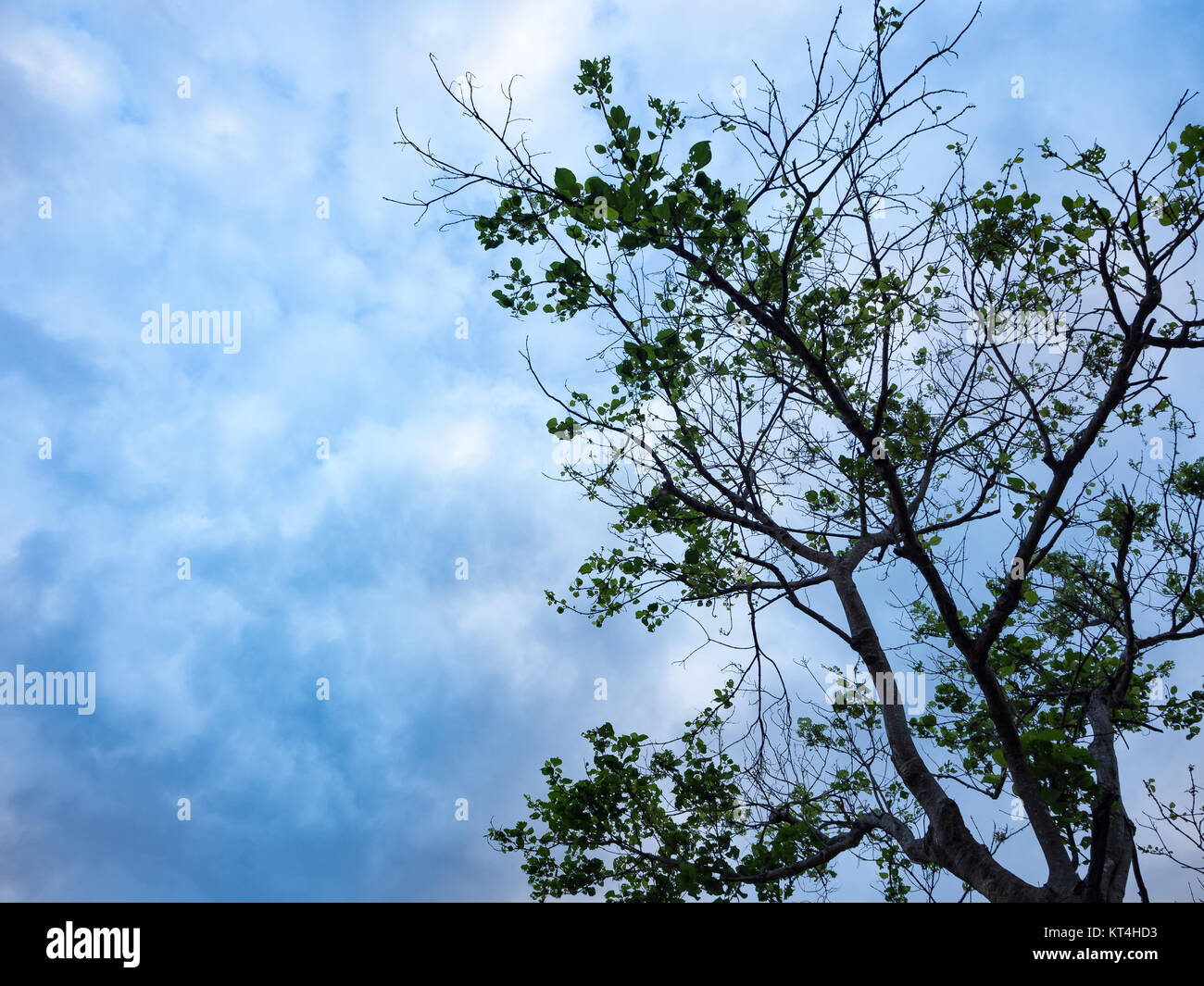Tree and sky background Stock Photo - Alamy
